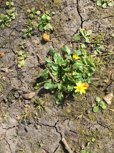 Observations by pendiz · iNaturalist