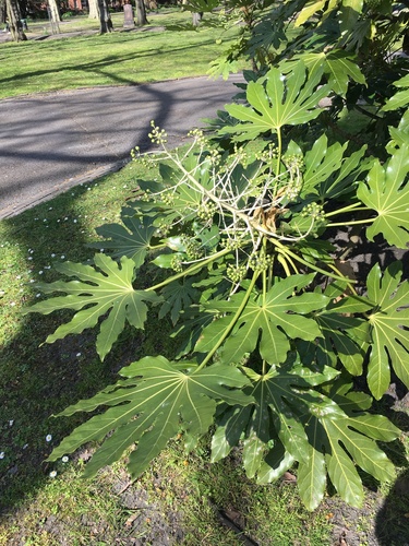 Observations by pendiz · iNaturalist