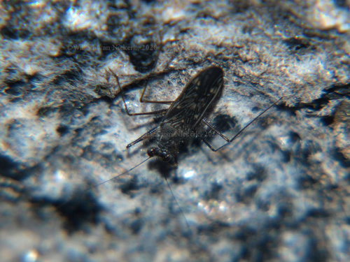 Southern African Spiny Shore Bug (Valleriola moesta) · iNaturalist