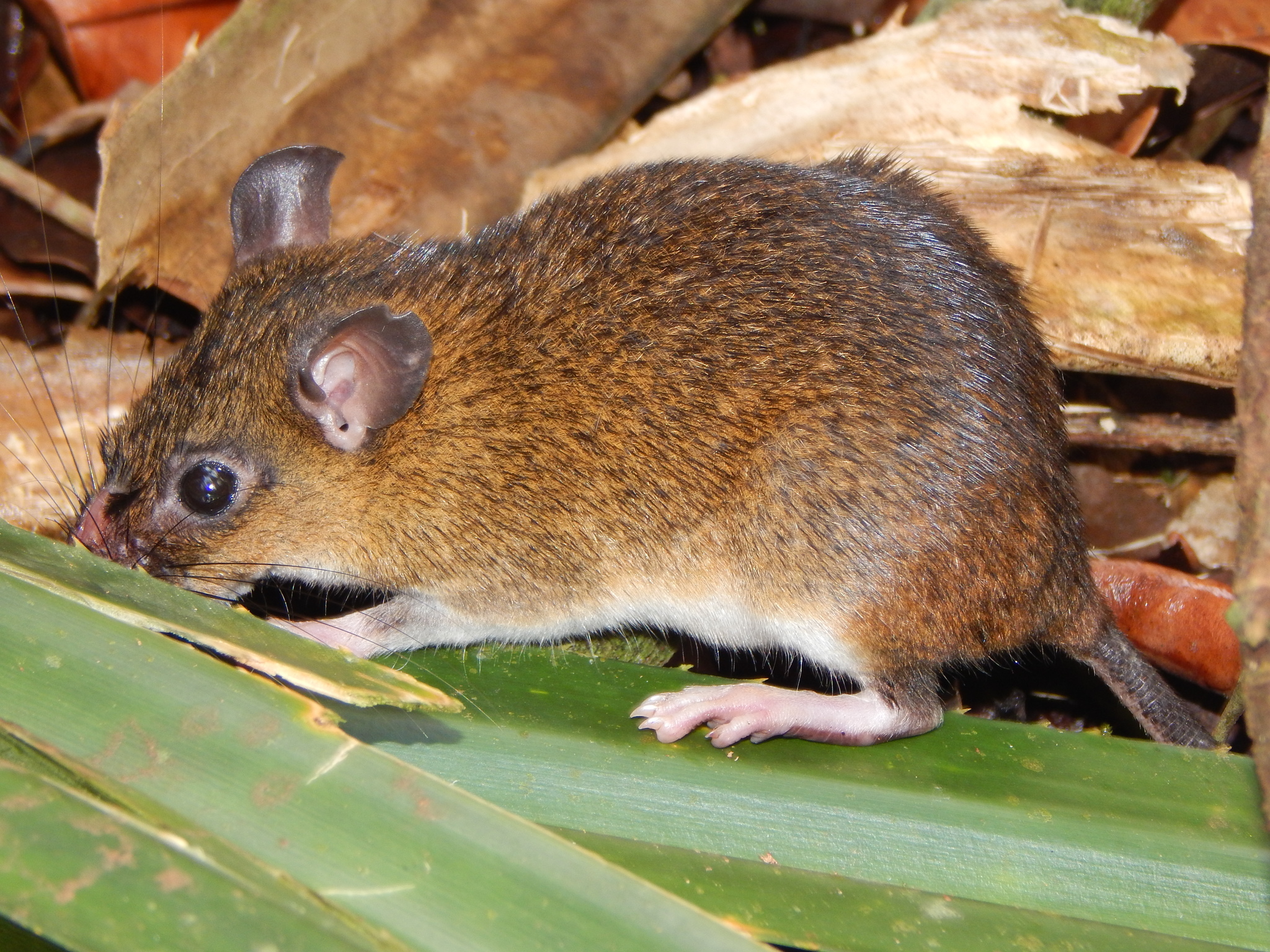 Maxomys surifer (Miller, 1900)