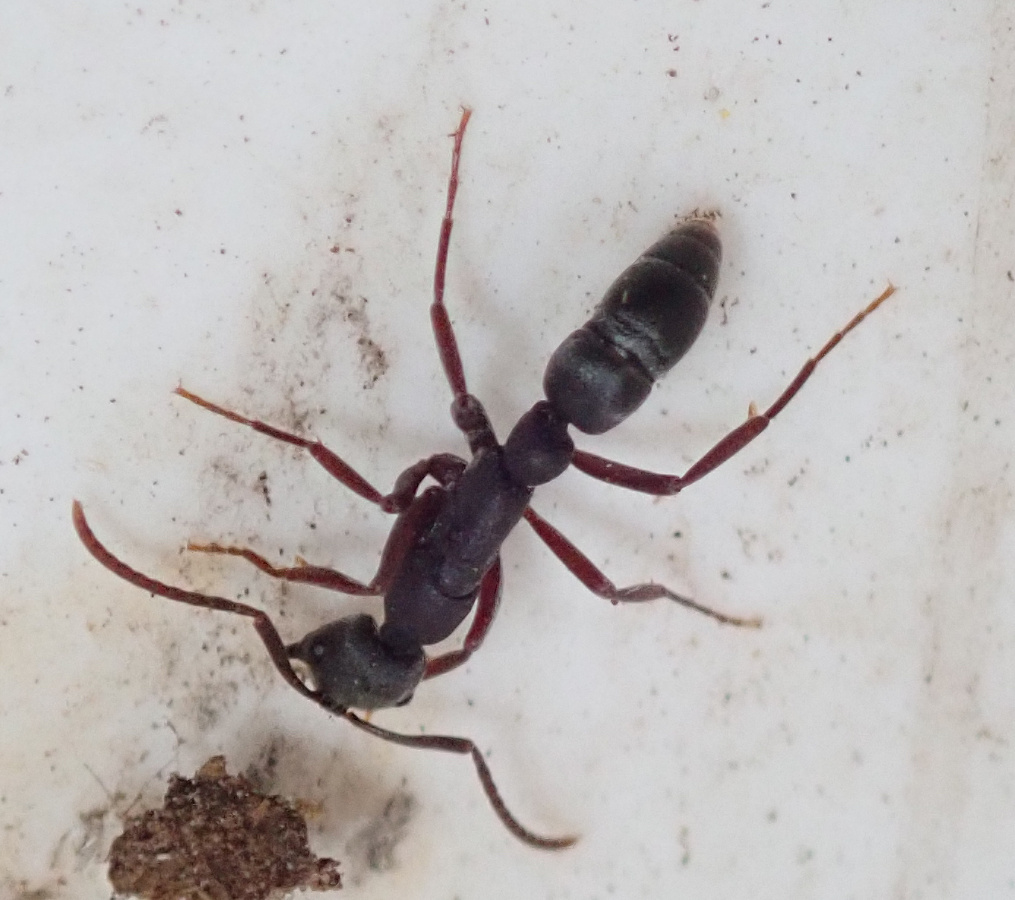 Leptogenys maxillosa (Smith, 1858)