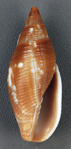 バルバドスフデガイ (Probata barbadensis)