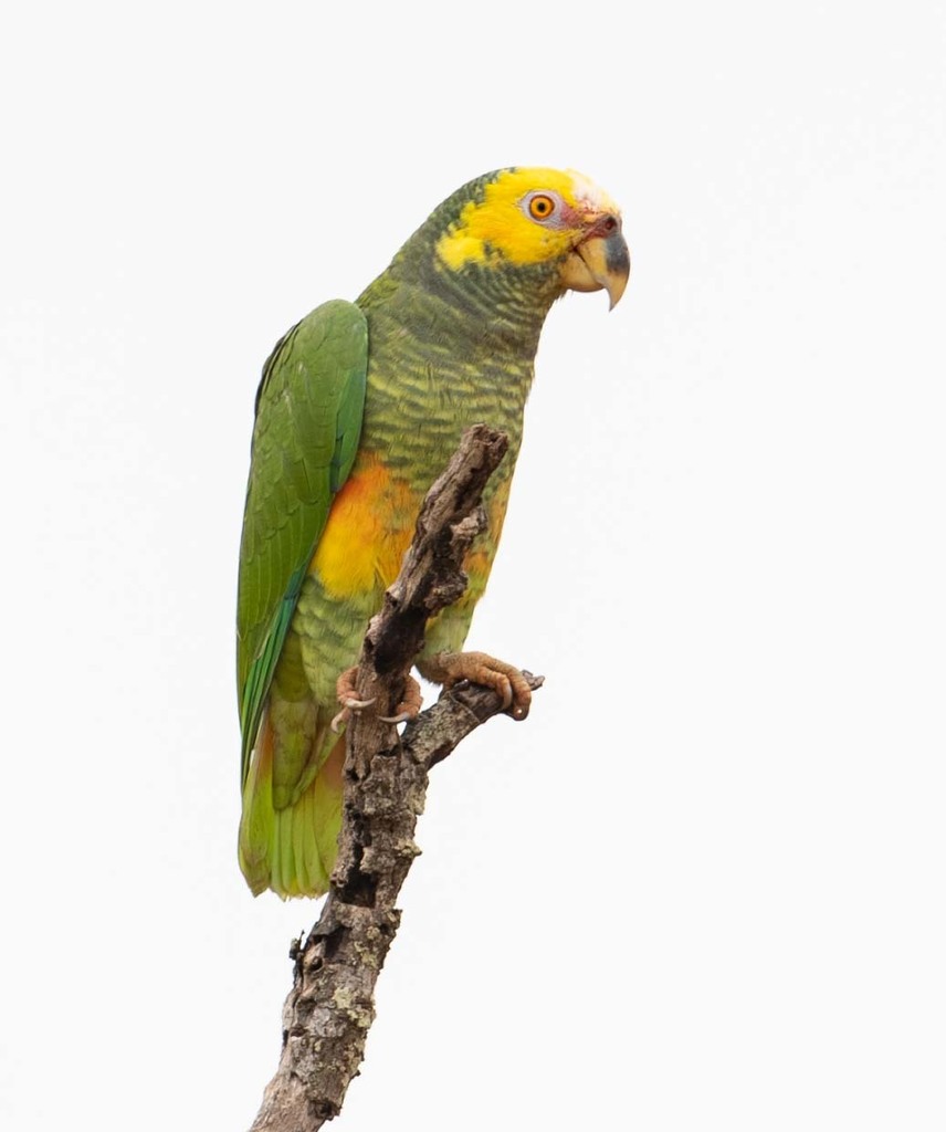 Yellow-faced Parrot in April 2018 by Hudson Martins Soares · iNaturalist