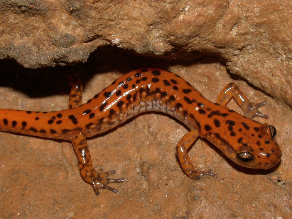 Cave Salamander from Douglas County, MO, USA on August 31, 2002 at 07: ...