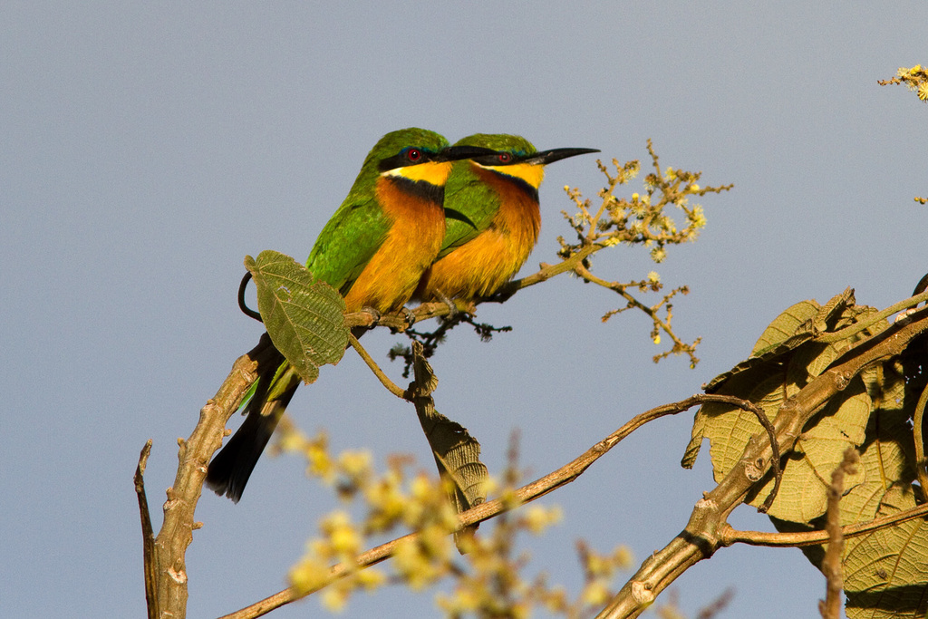 Cinnamon-chested Bee-eater (Merops oreobates) - Avian Discovery