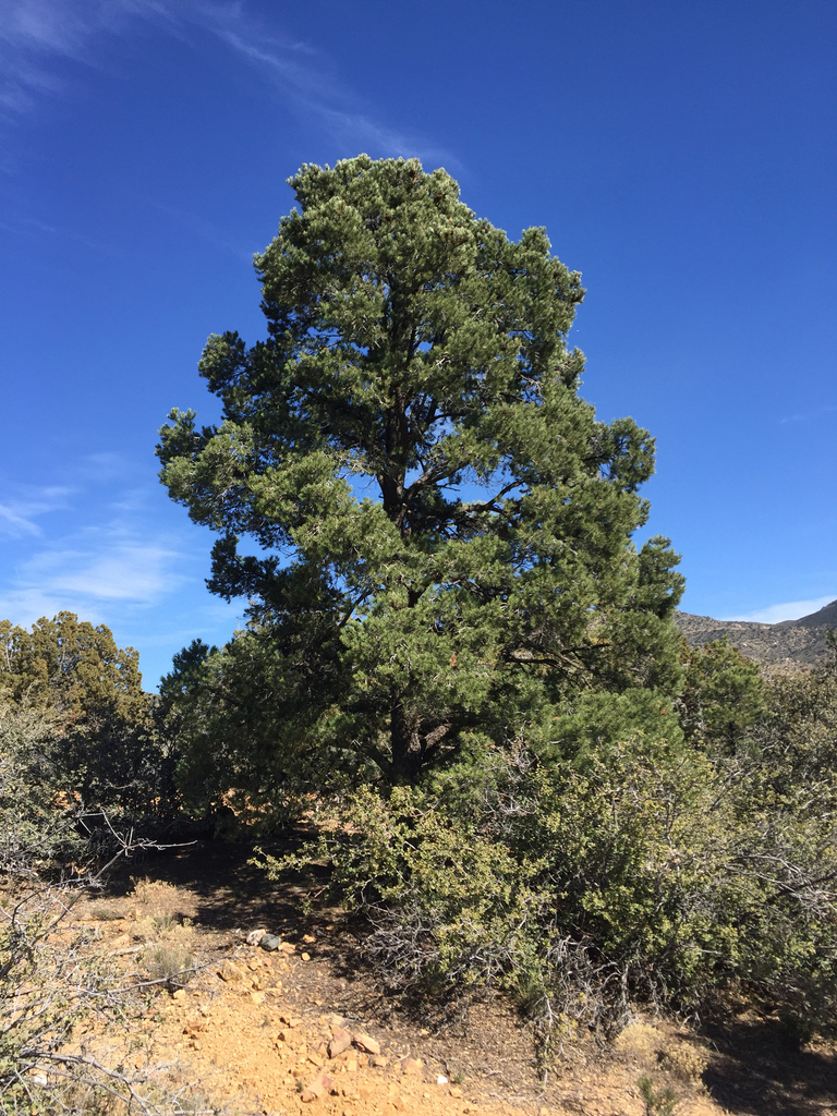 singleleaf pinyon from Big Wash Rd, Kingman, AZ, US on March 5, 2017 at ...