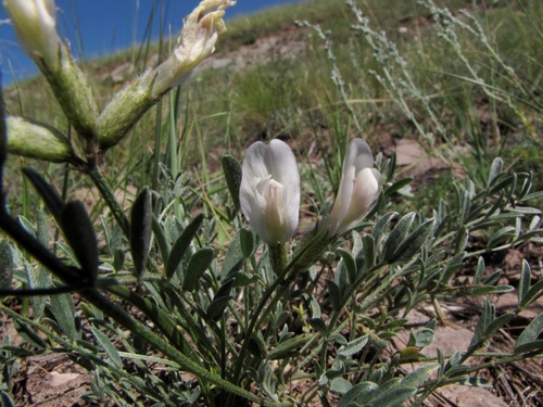 Astragalus ionae · iNaturalist