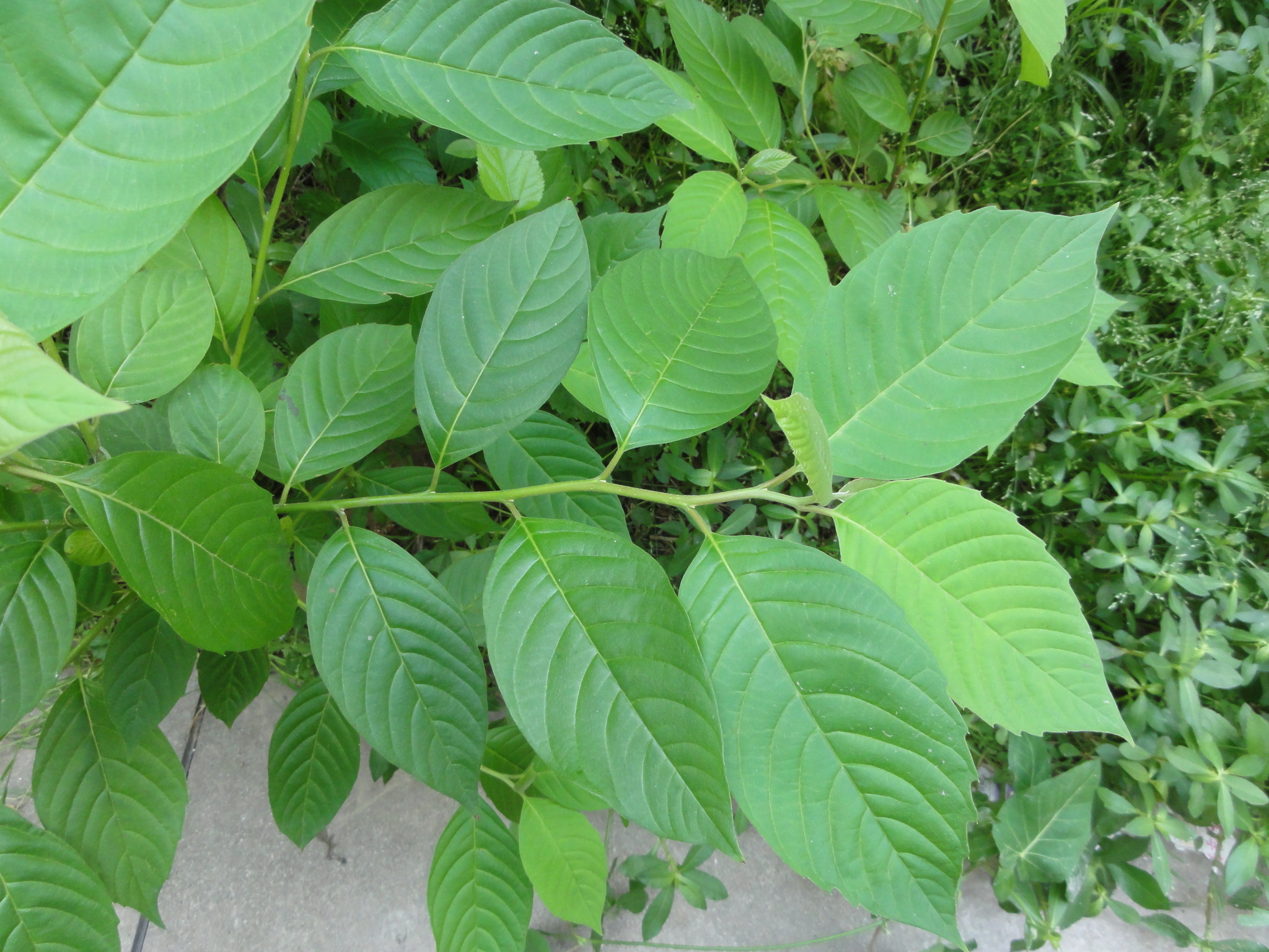 Camptotheca acuminata Decne.