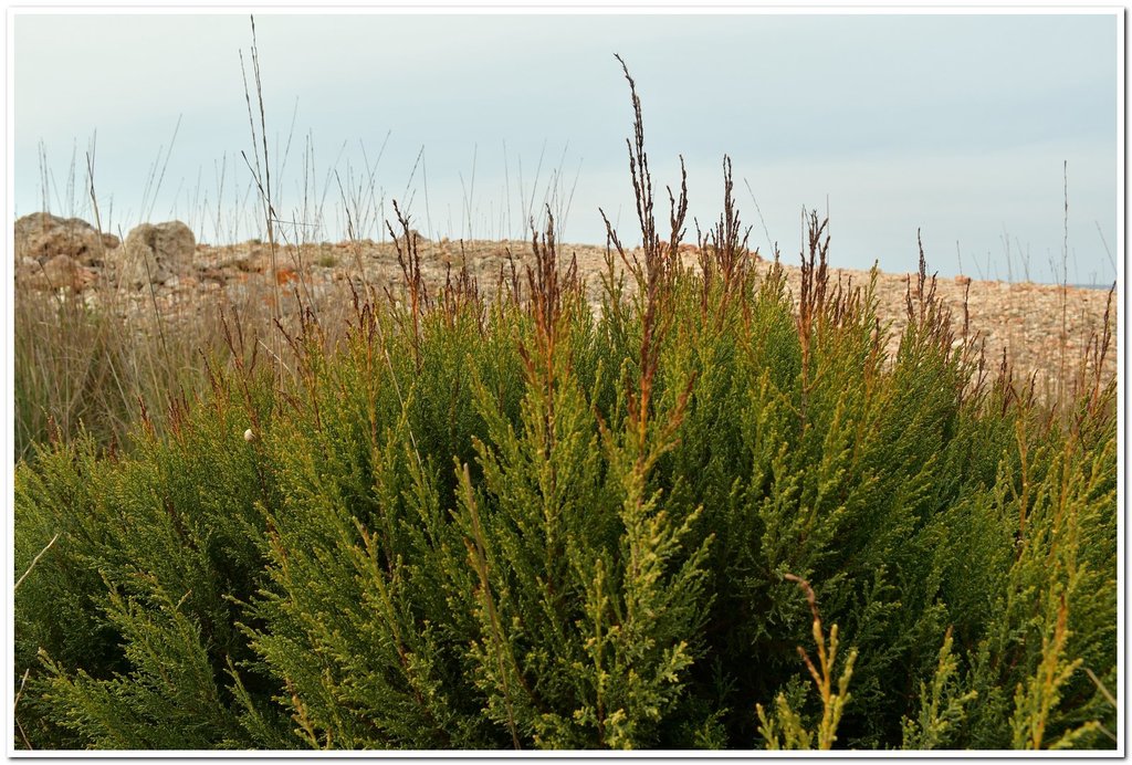 Greek juniper (Juniperus excelsa) - Botanical Realm