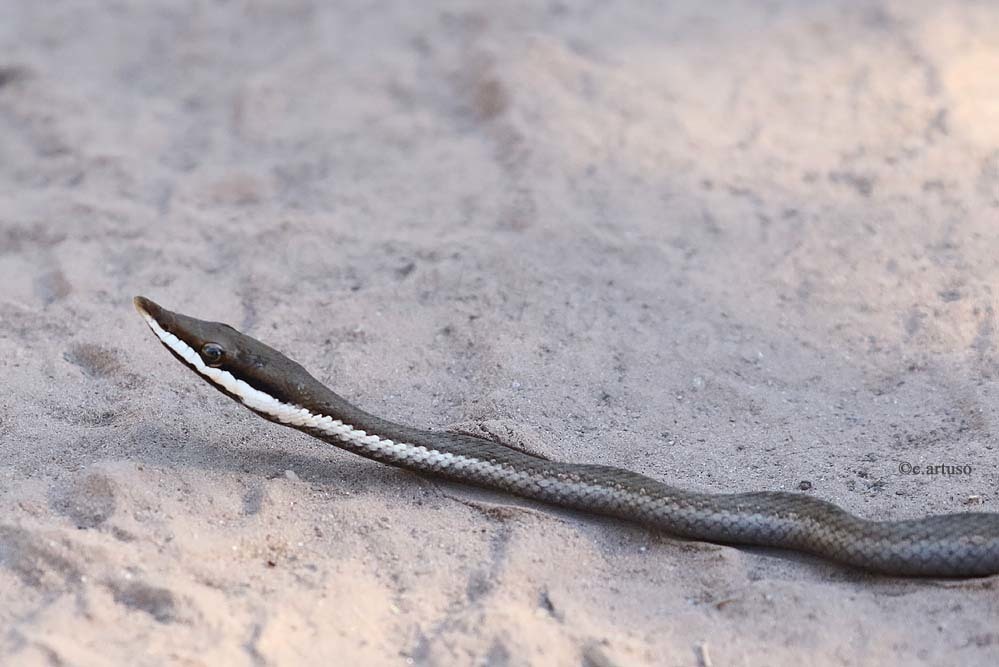 Baron's Green Racer (Philodryas baroni) - Snakes and Lizards