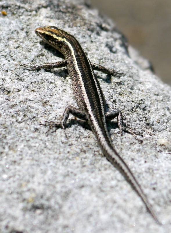 Elegant Snake-eyed Skink (Animals of Bardwell Park ) · iNaturalist