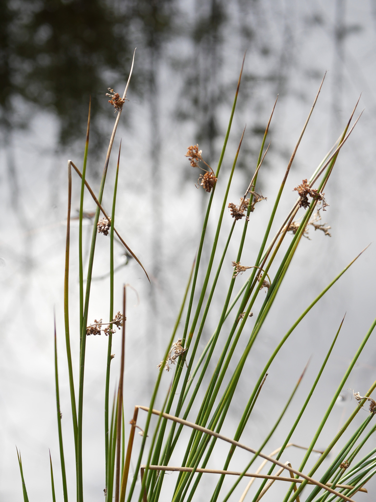Soft Rush (Rahway Residence Rain Garden: 1189 Jefferson Avenue ...