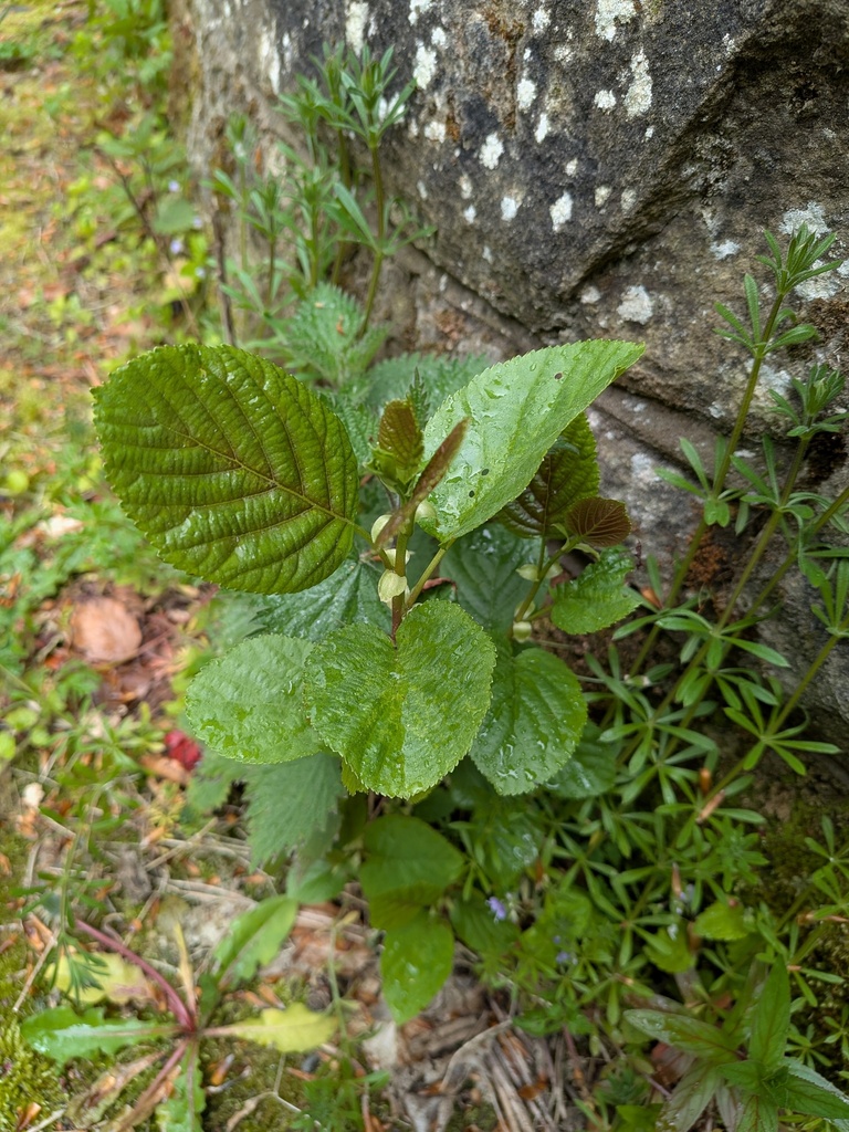 common alder from North Down, Northern Ireland, United Kingdom on April ...