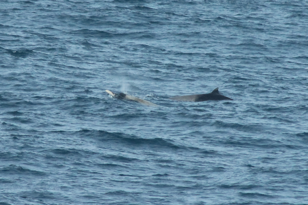 Strap-toothed Whale from Southern Ocean on January 05, 2014 by edward ...