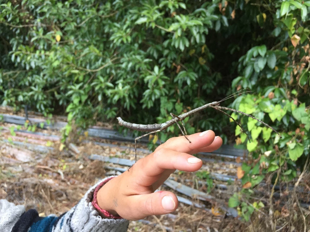 New Zealand Giant Stick Insect from Tasman, Riwaka, Tasman, NZ on April ...
