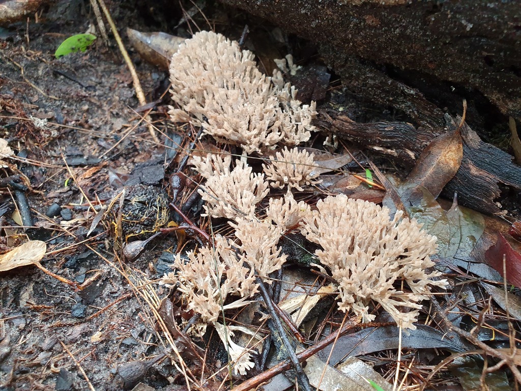 Aphelaria from Mount Pleasant, Saratoga NSW 2251, Australia on March 26 ...
