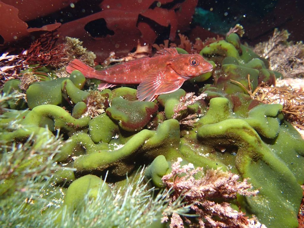 Tristan Klipfish (Bovichtus diacanthus) - Marine Life Identification