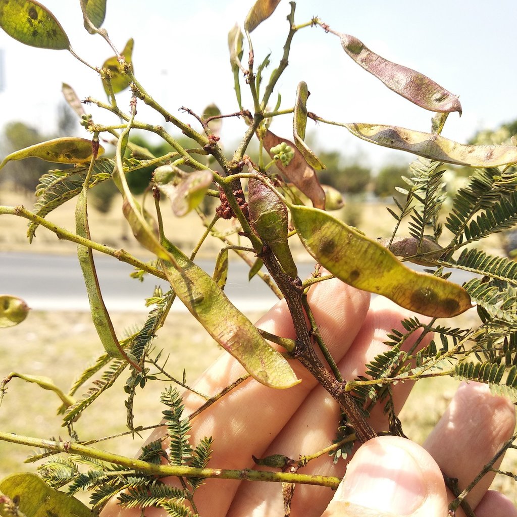prairie acacia (Acaciella angustissima) - Botanical Realm