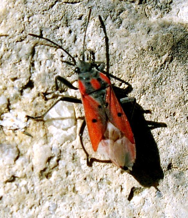 Cretan Seed Bug from Crete, Greece on March 06, 2017 at 05:37 PM by ...