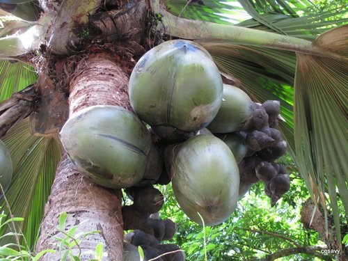 Genus Lodoicea · iNaturalist