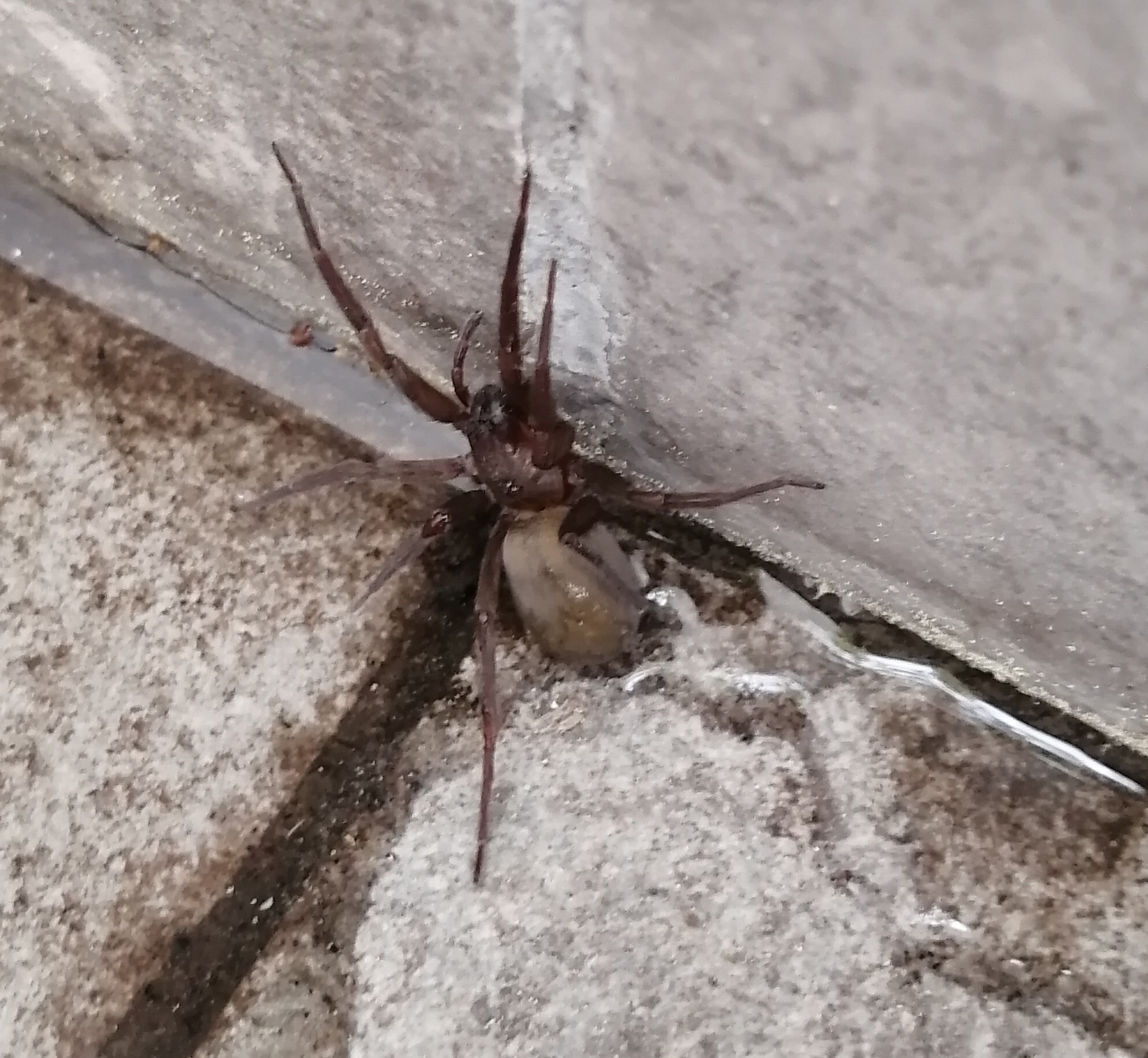 Zorocrates fuscus Simon, 1888