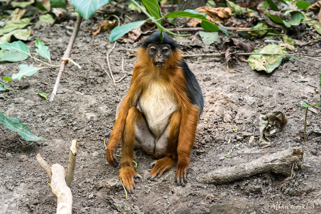 Western Red Colobus (Piliocolobus badius) - Know Your Mammals