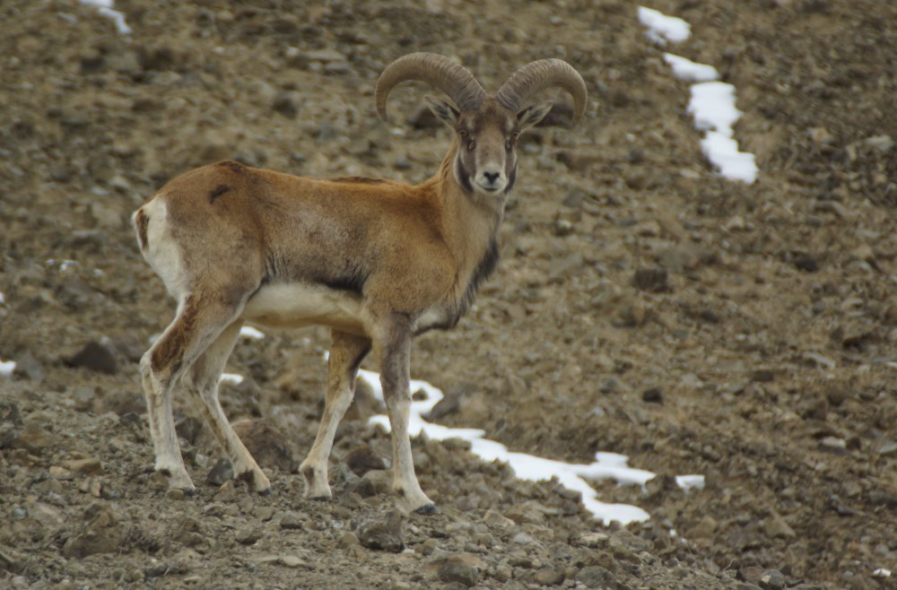 Urial (Ovis vignei) - Know Your Mammals