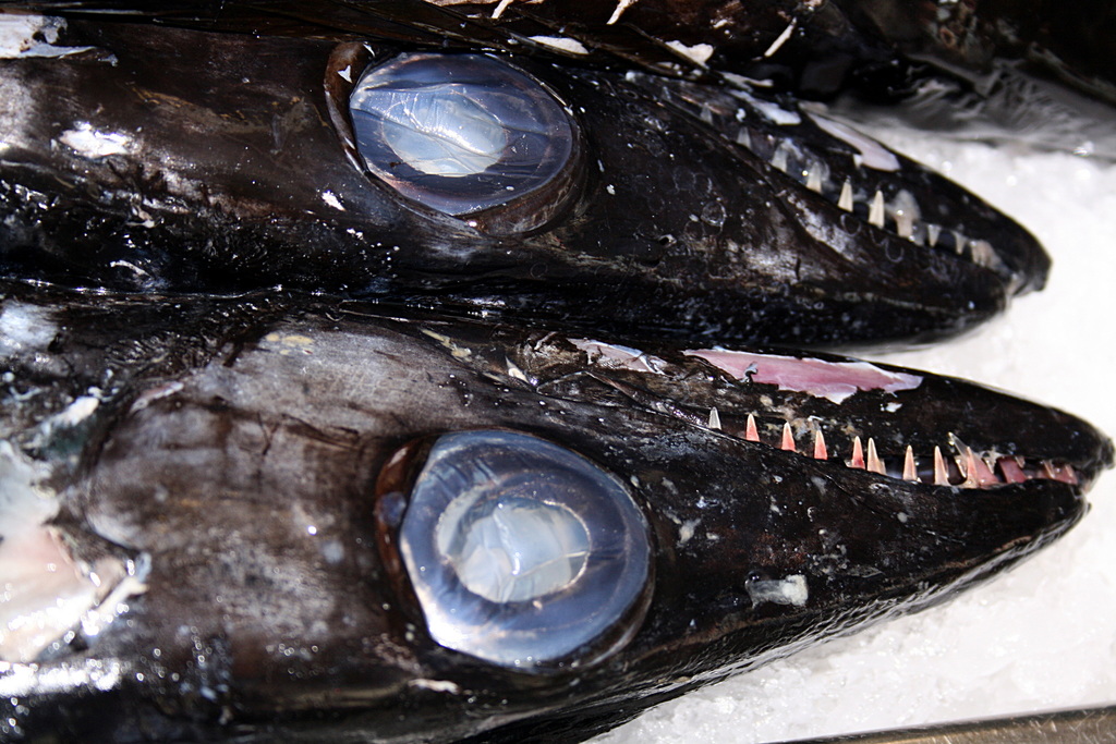 Black Scabbardfish (Aphanopus carbo) - Marine Life Identification