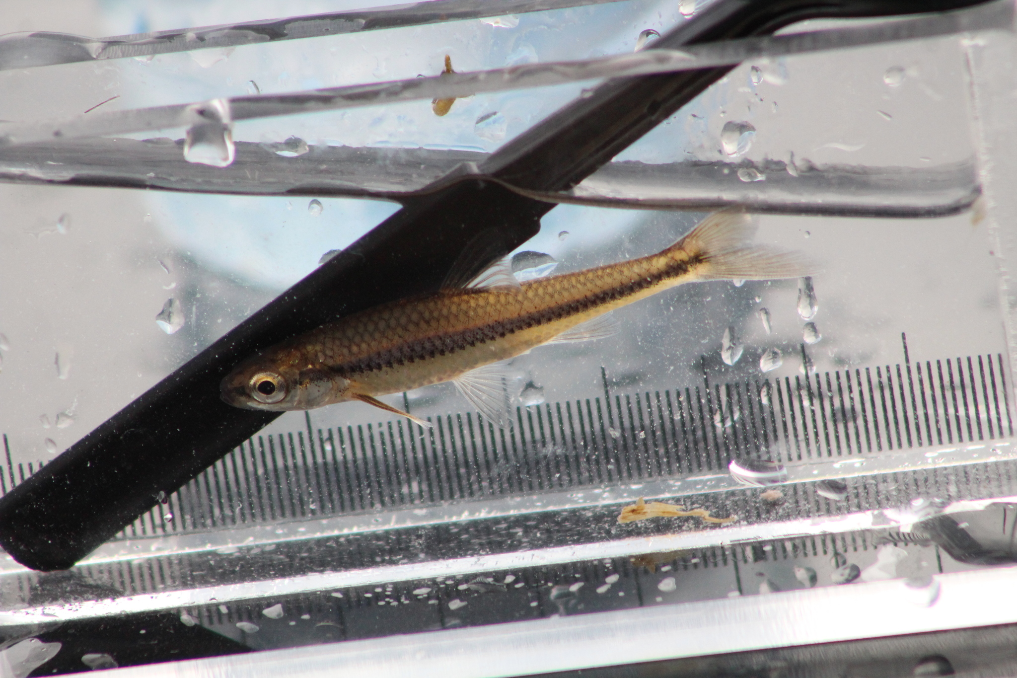 Notropis heterodon (Cope, 1865)