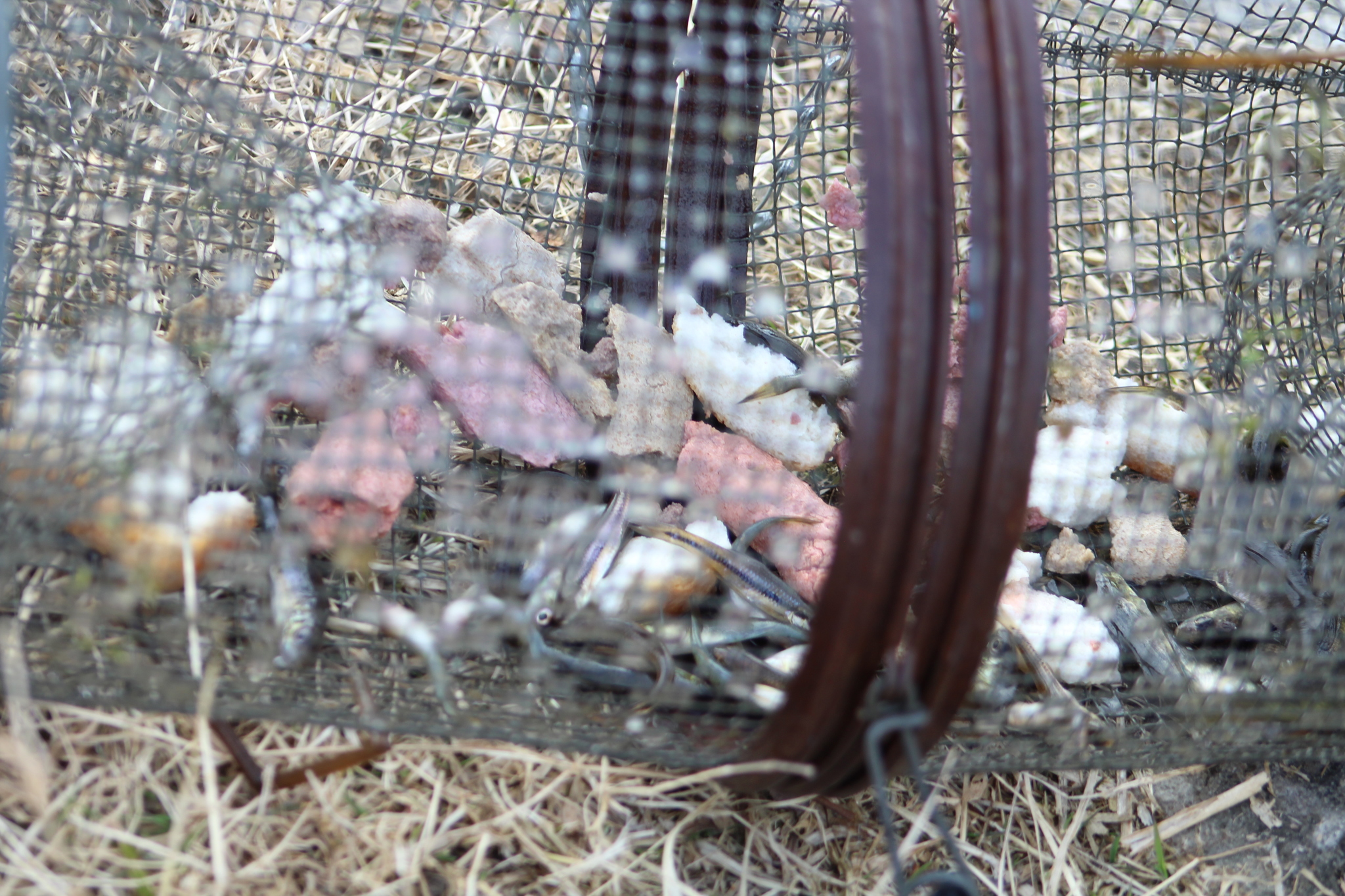 Notropis heterodon (Cope, 1865)