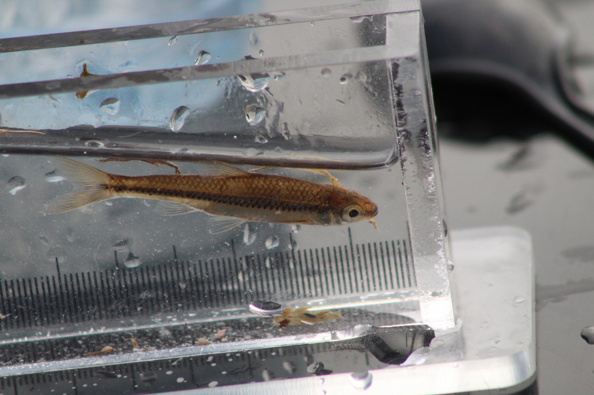 Notropis heterodon (Cope, 1865)