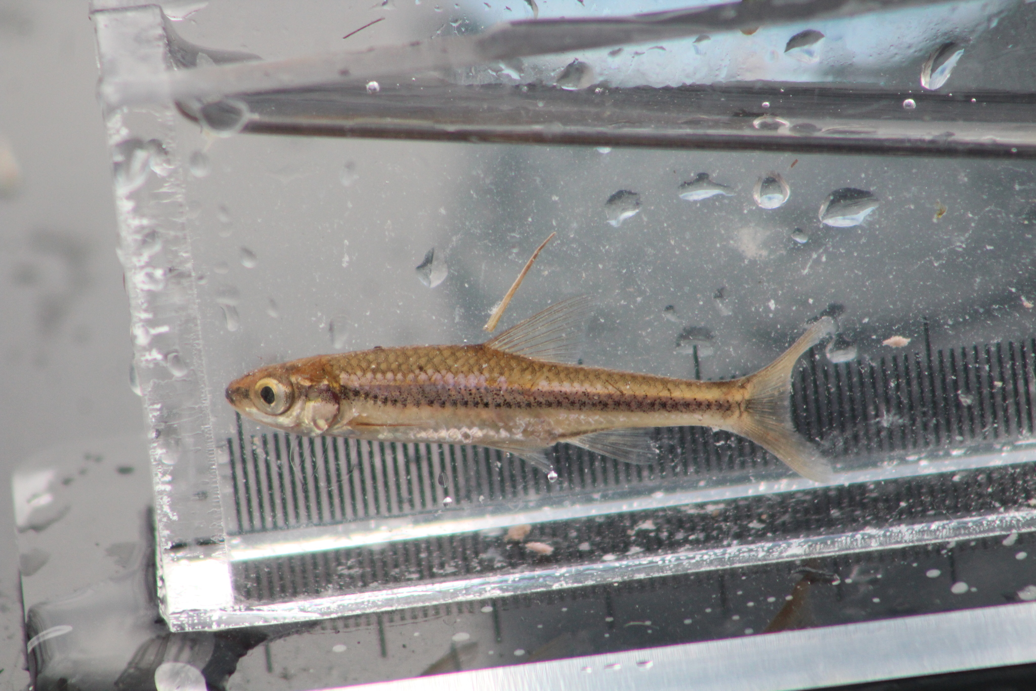 Notropis heterodon (Cope, 1865)