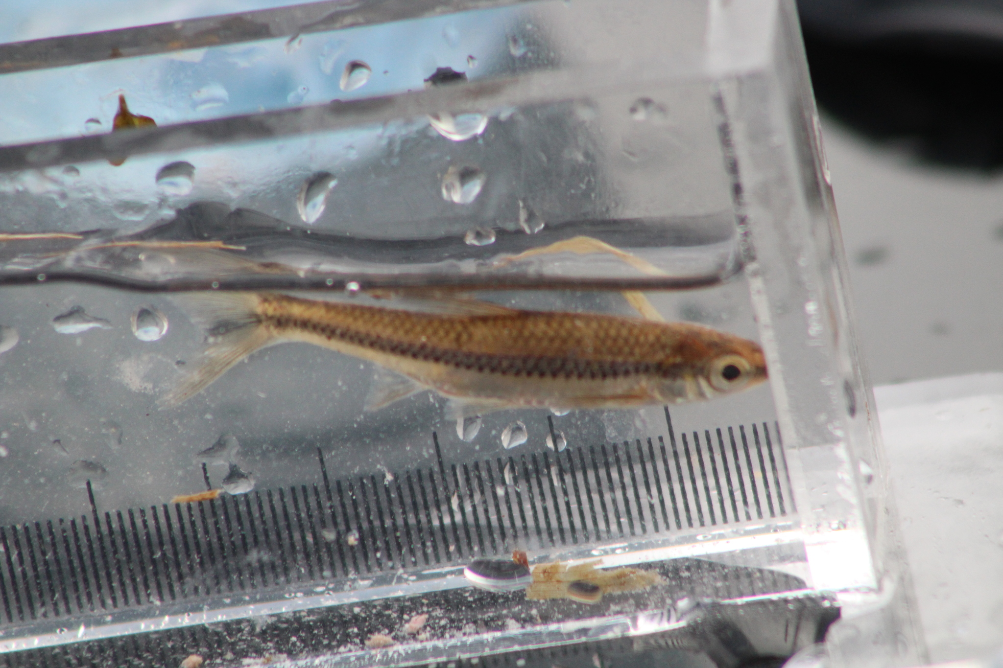 Notropis heterodon (Cope, 1865)