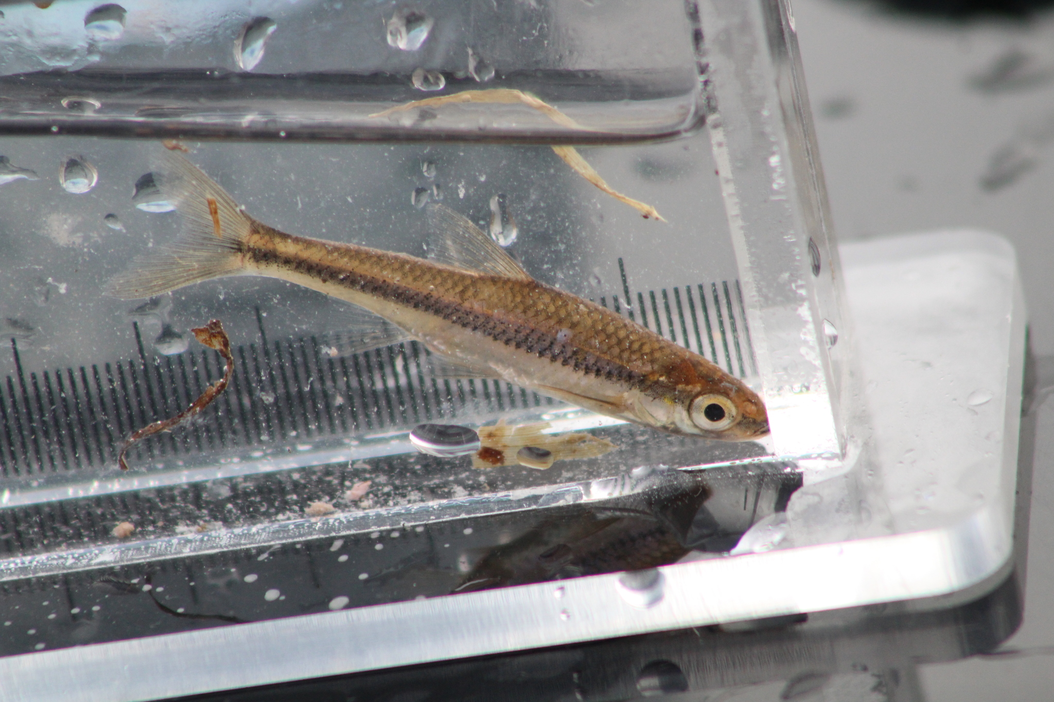 Notropis heterodon (Cope, 1865)