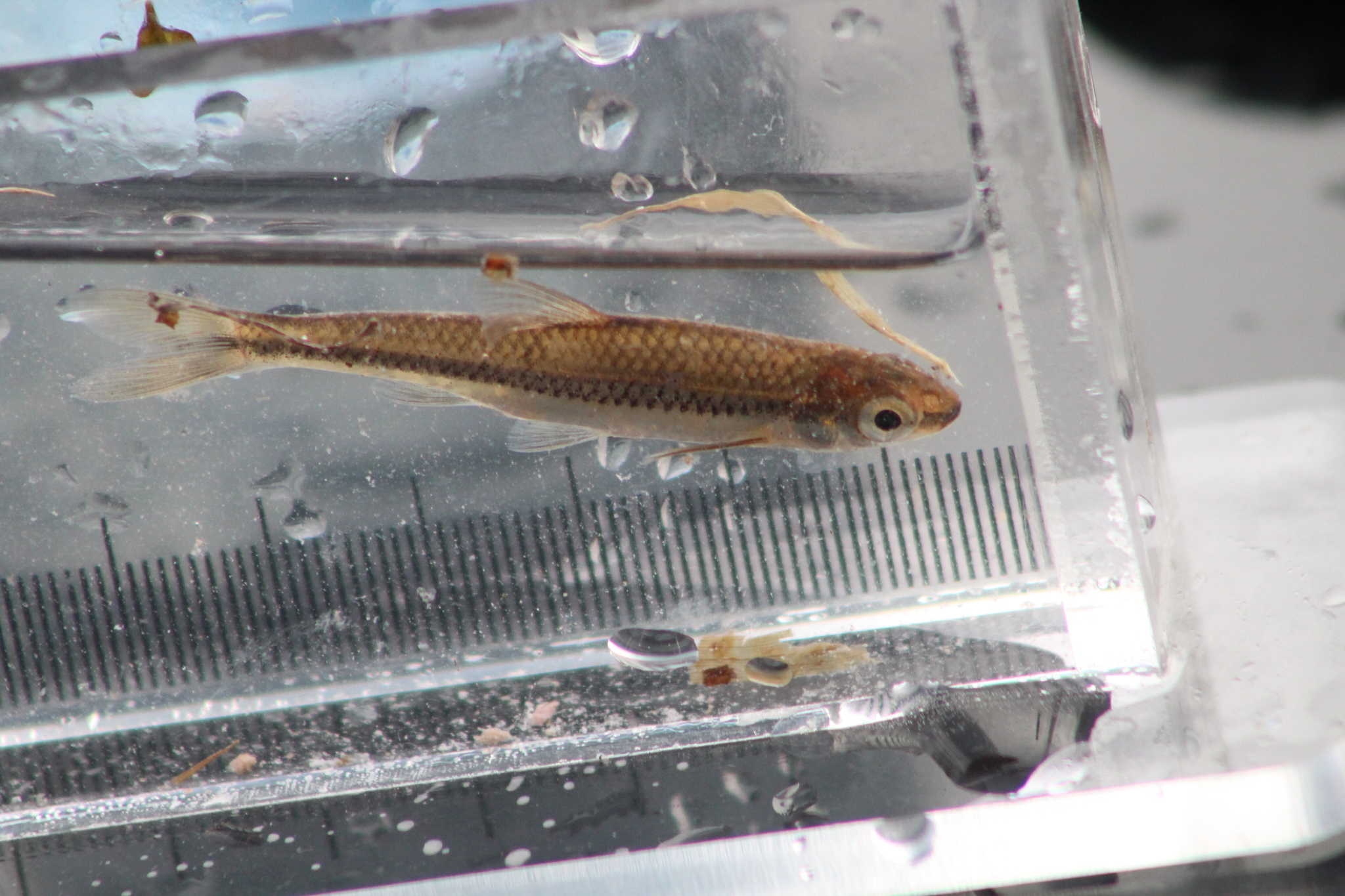 Notropis heterodon (Cope, 1865)