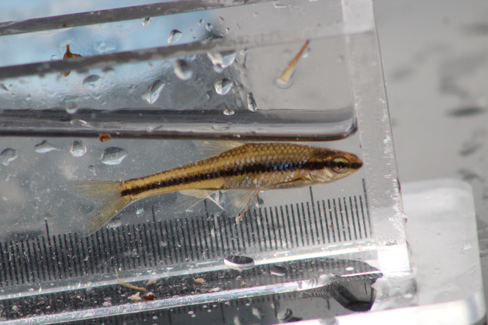 Notropis heterodon (Cope, 1865)