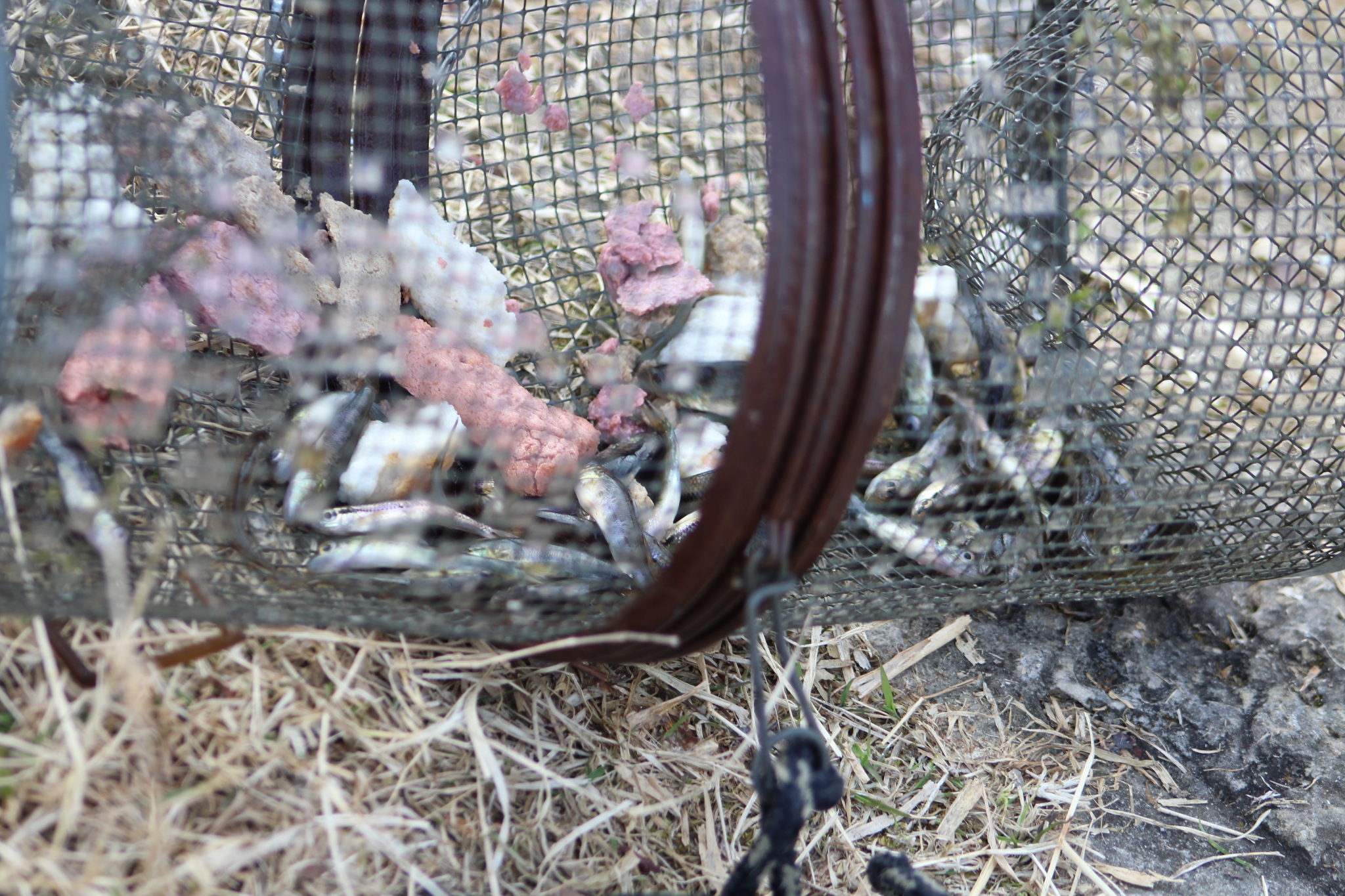 Notropis heterodon (Cope, 1865)