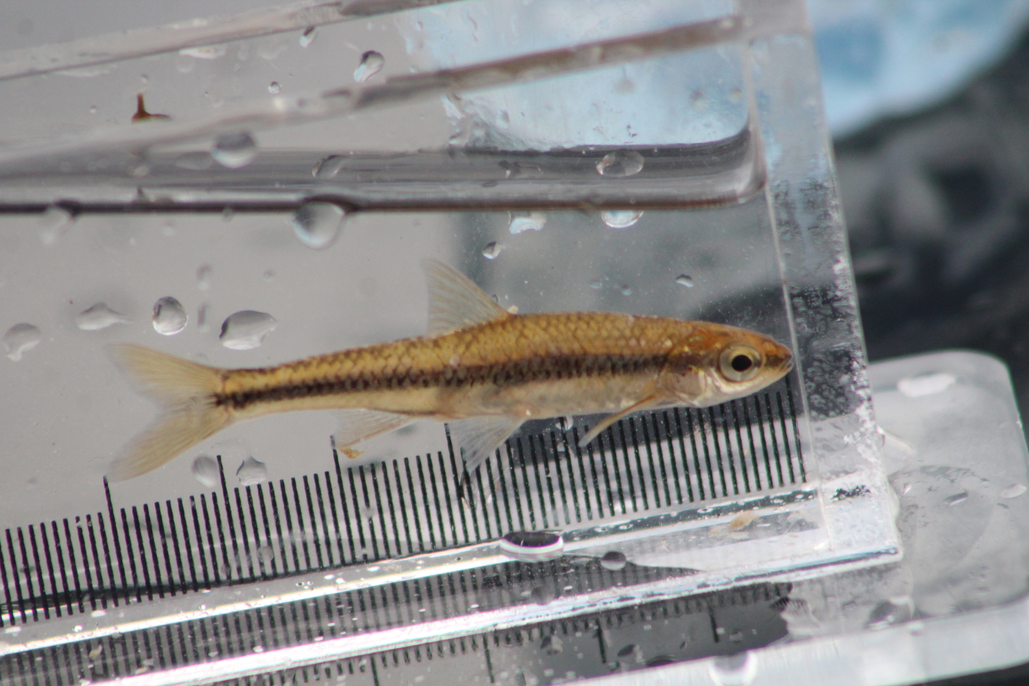 Notropis heterodon (Cope, 1865)