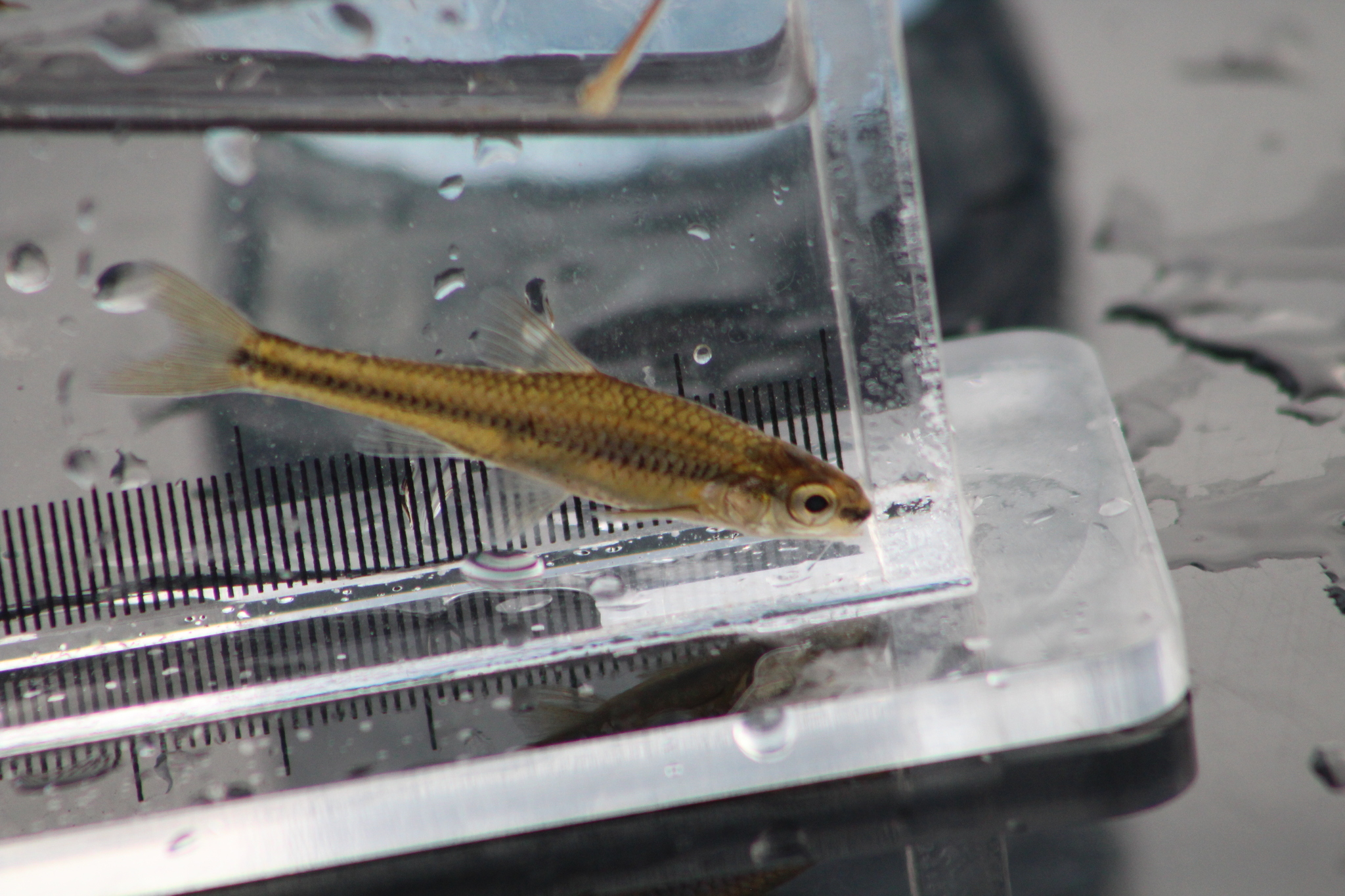 Notropis heterodon (Cope, 1865)