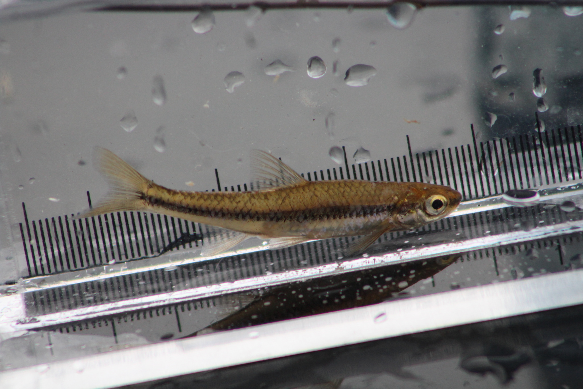 Notropis heterodon (Cope, 1865)