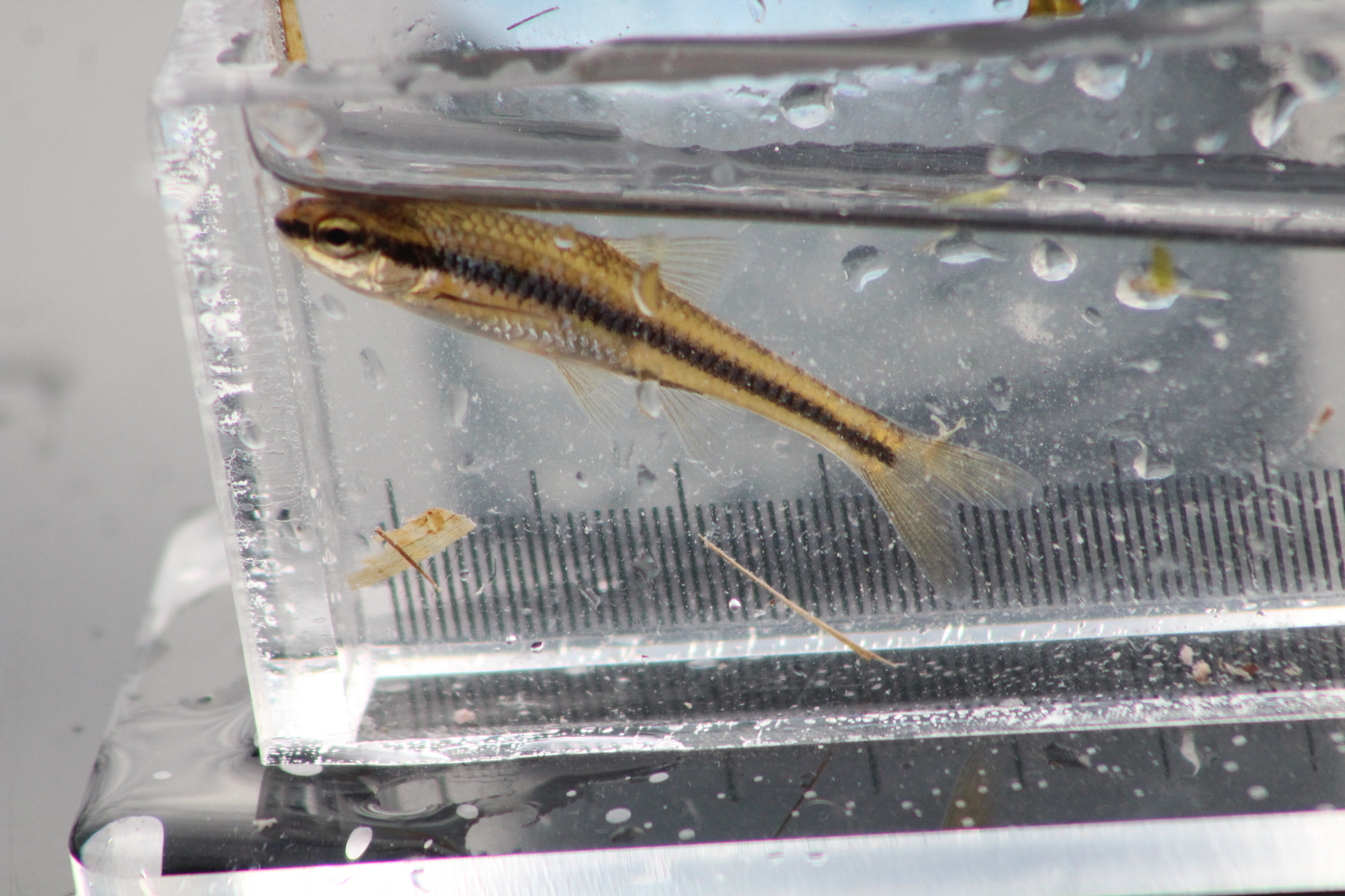 Notropis heterodon (Cope, 1865)