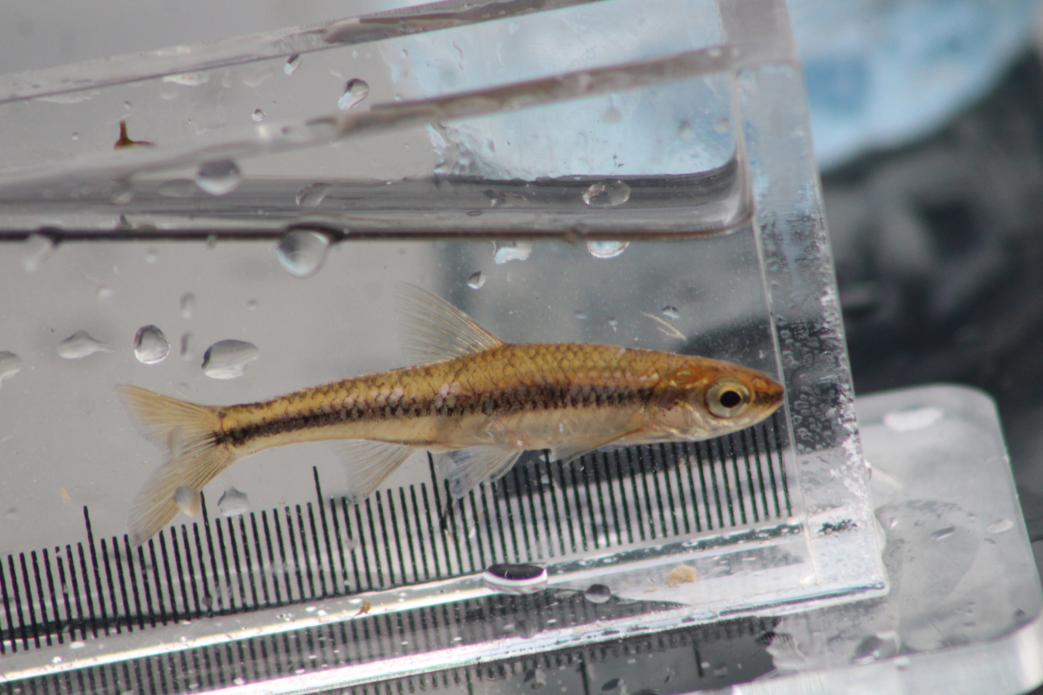 Notropis heterodon (Cope, 1865)