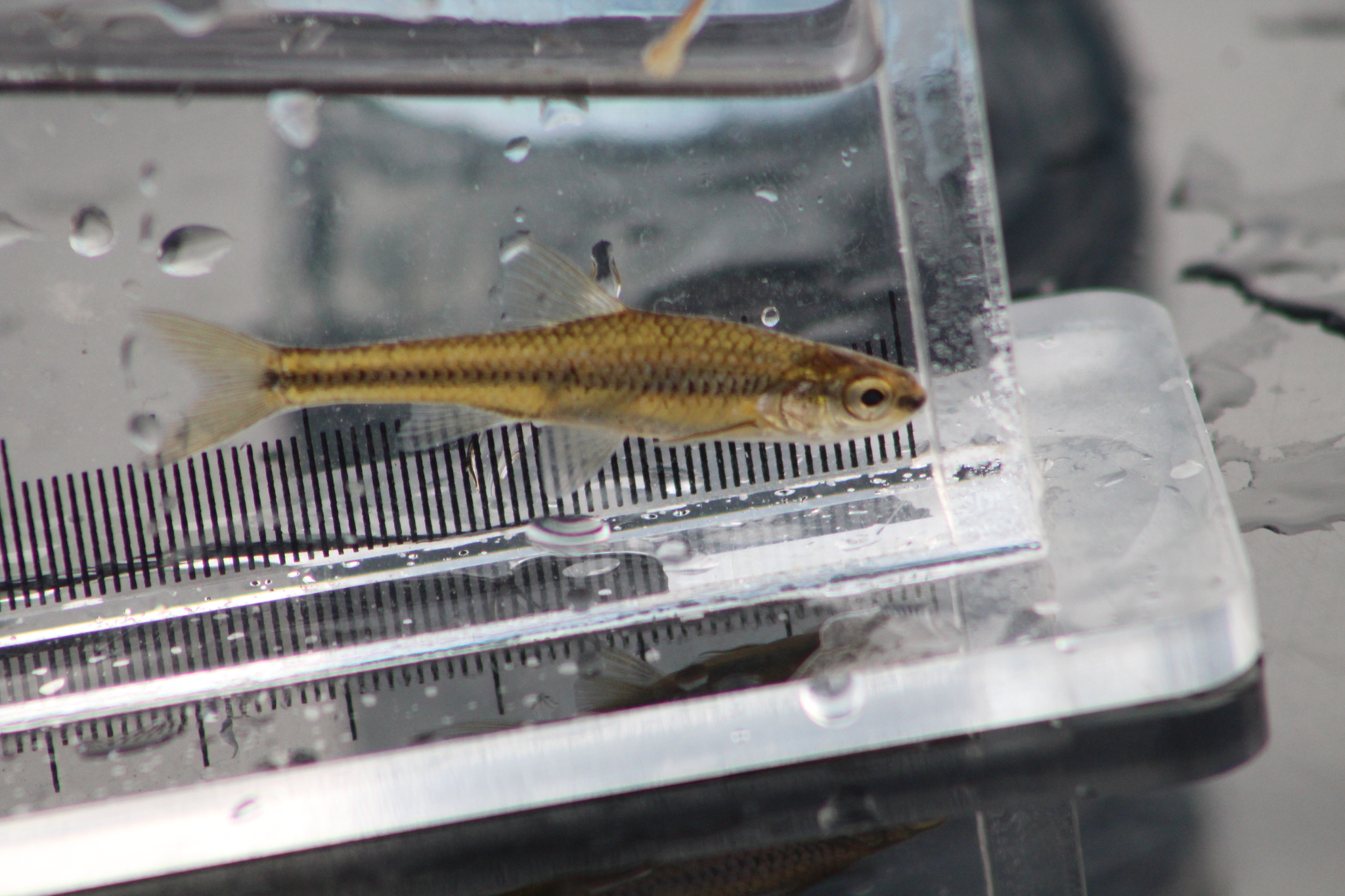 Notropis heterodon (Cope, 1865)