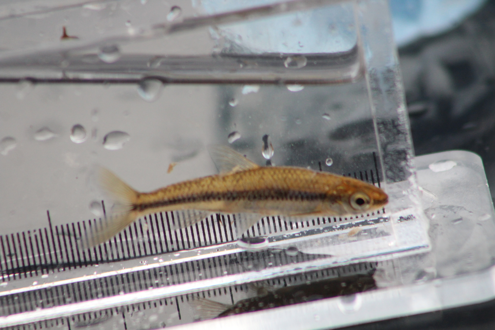 Notropis heterodon (Cope, 1865)