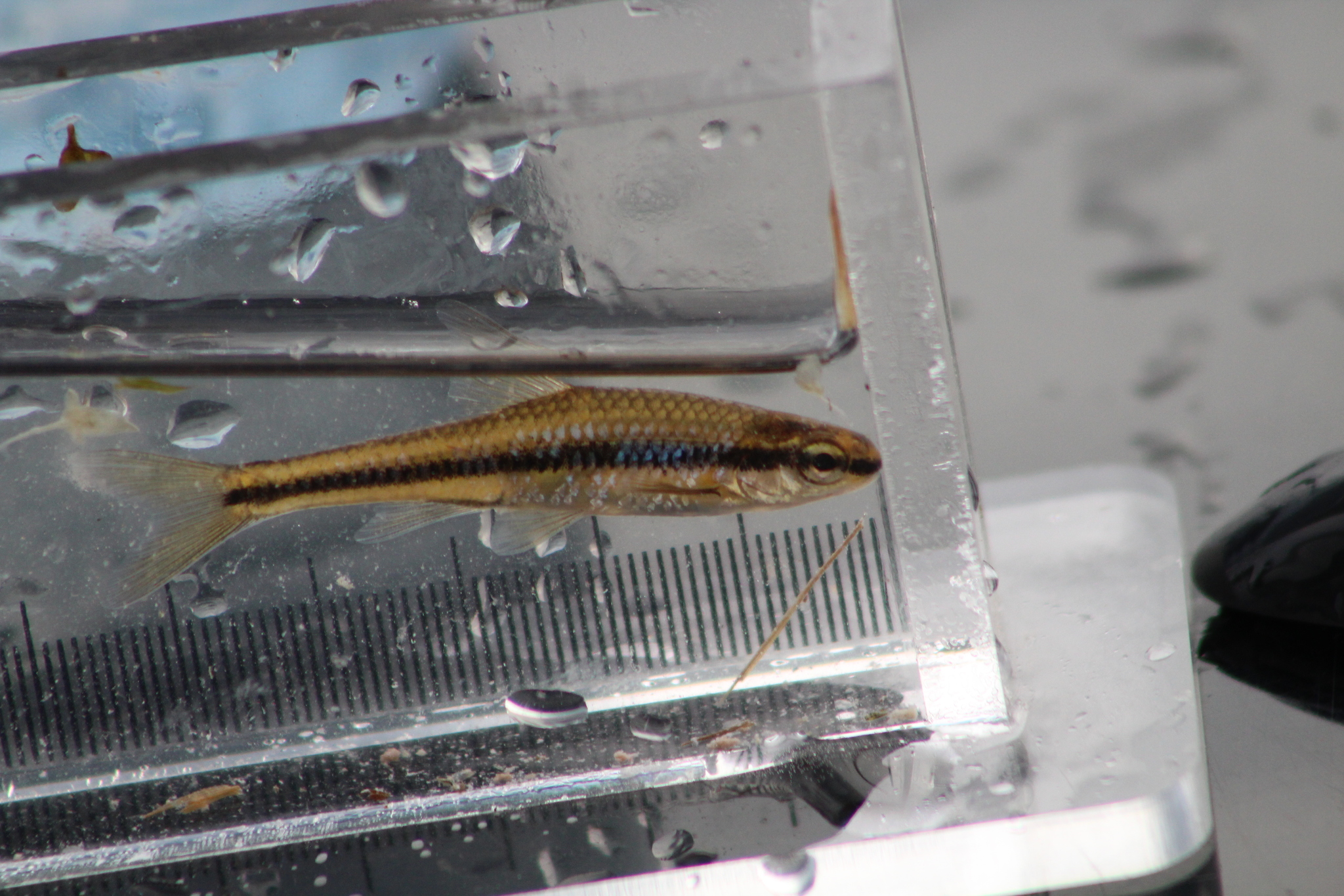 Notropis heterodon (Cope, 1865)