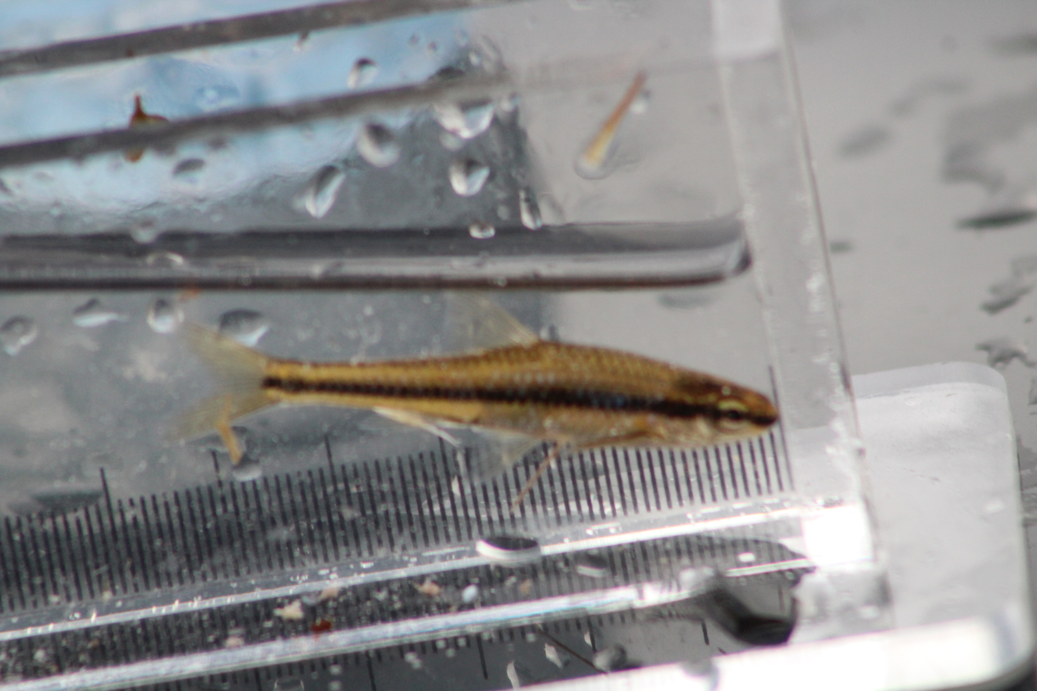 Notropis heterodon (Cope, 1865)