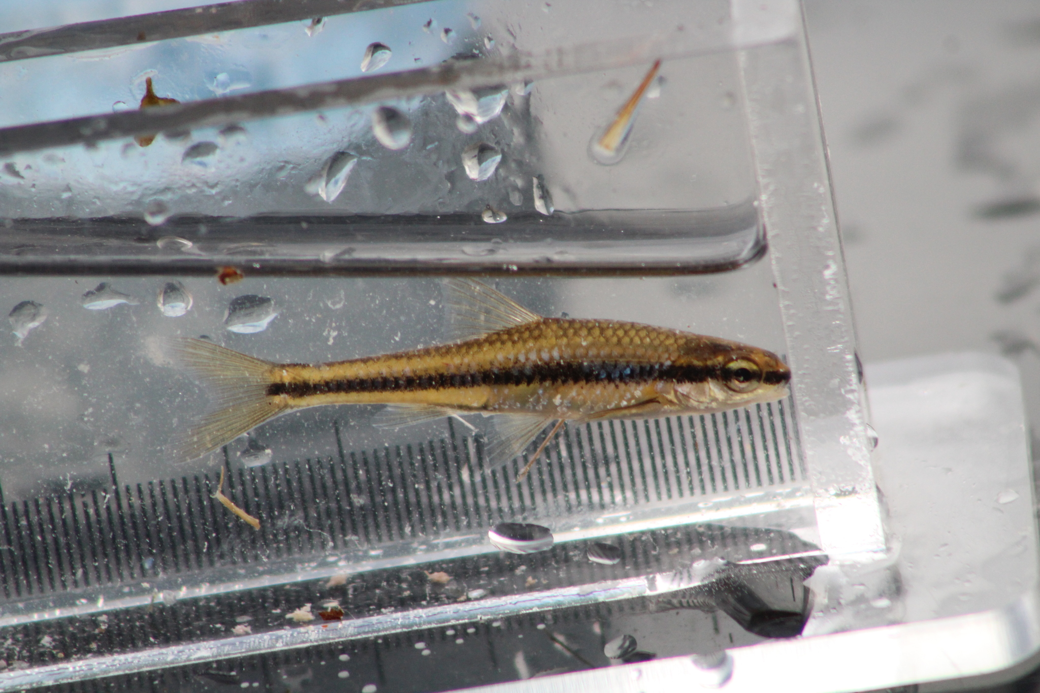 Notropis heterodon (Cope, 1865)