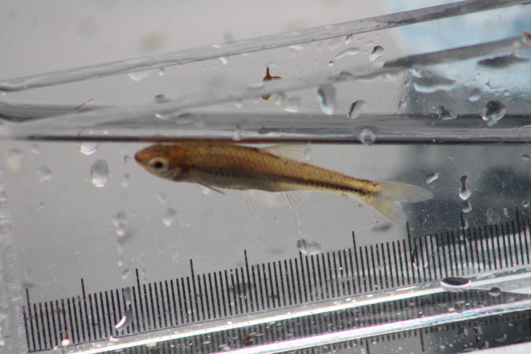 Notropis heterodon (Cope, 1865)