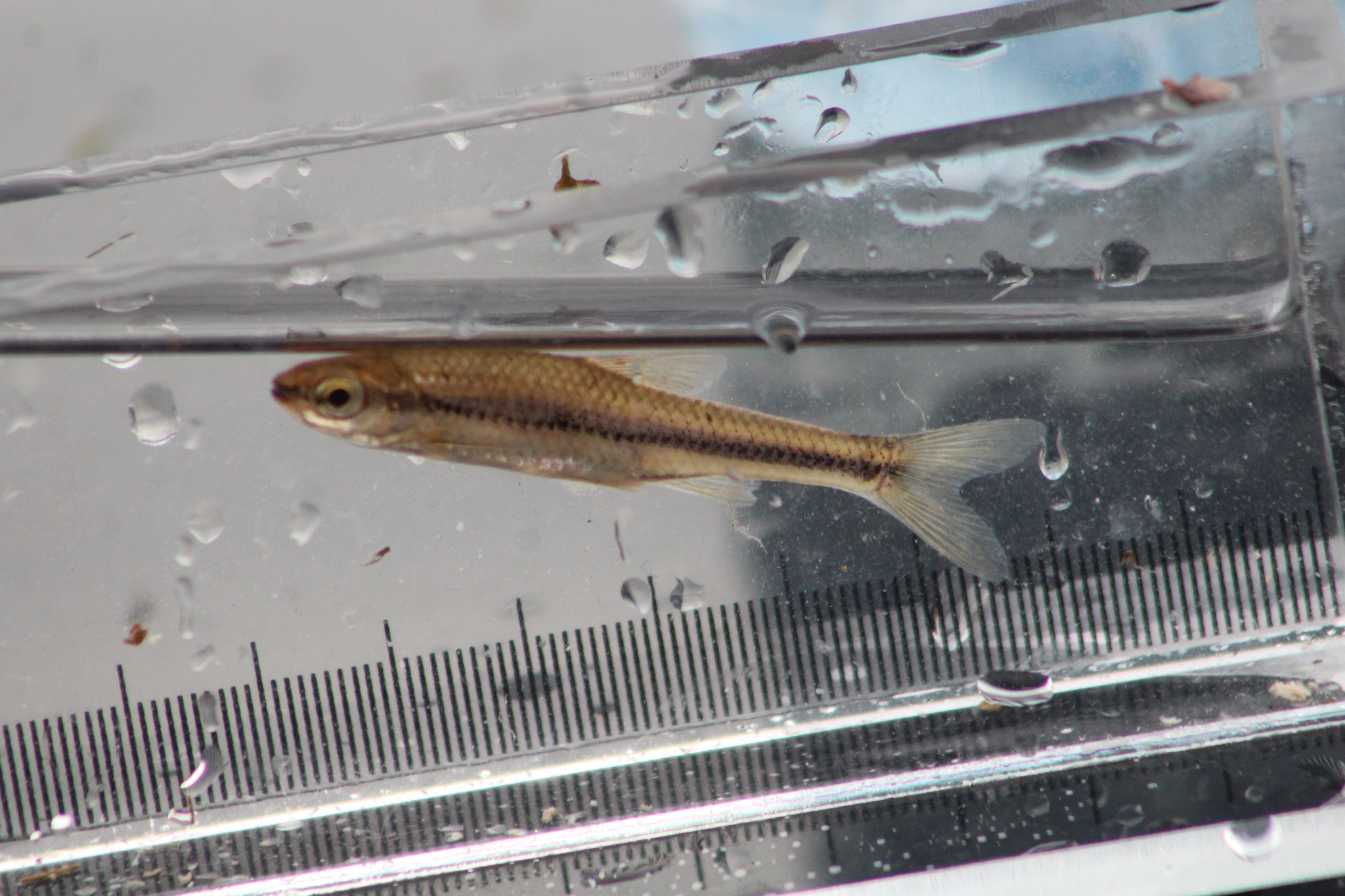 Notropis heterodon (Cope, 1865)