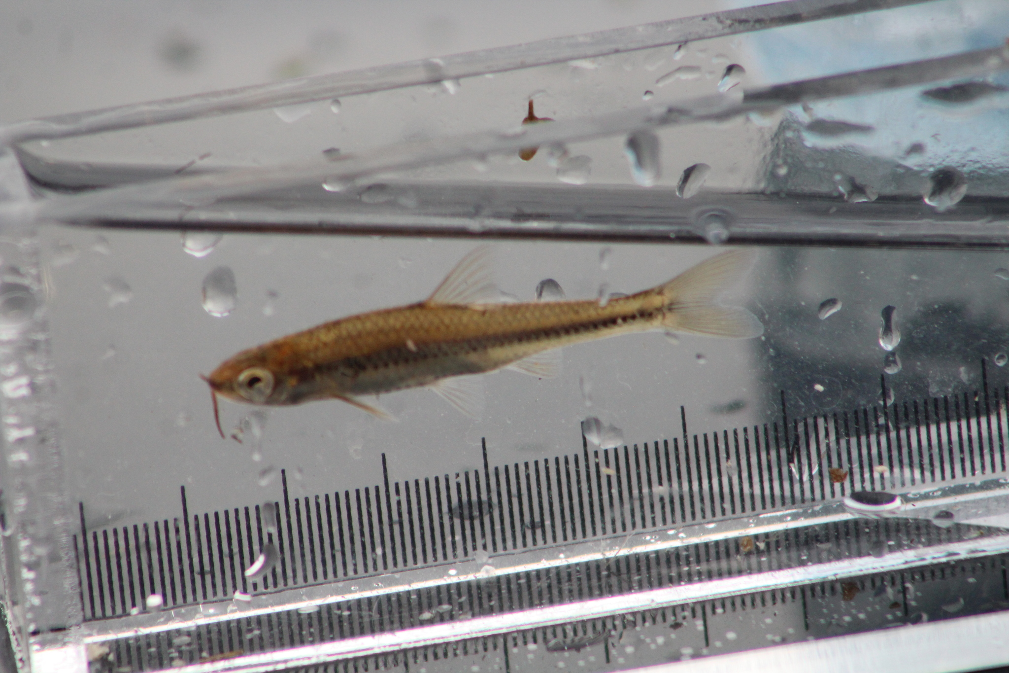 Notropis heterodon (Cope, 1865)